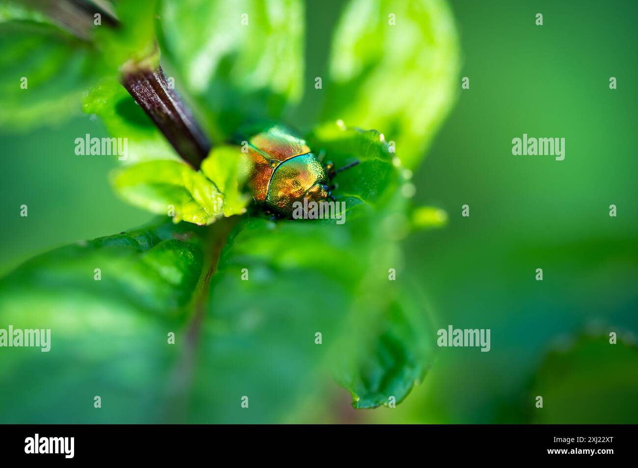 The tansy beetle (Chrysolina graminis) macro photography. Bug is ...