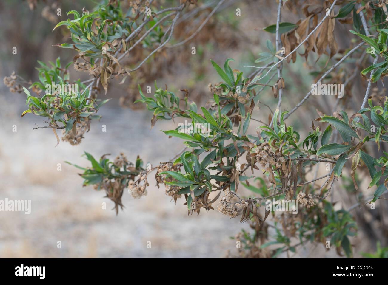 mule fat (Baccharis salicifolia) Plantae Stock Photo - Alamy