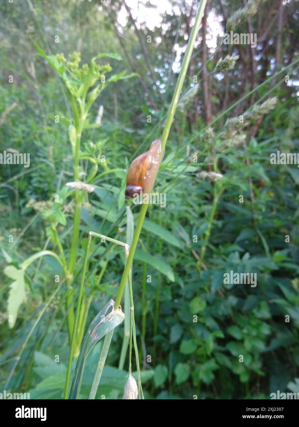 Oxyloma elegans hi-res stock photography and images - Alamy