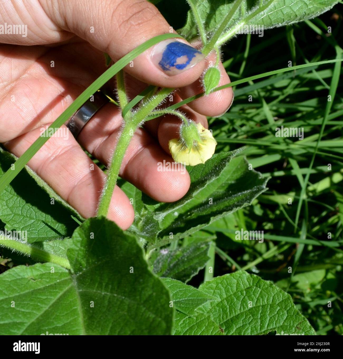 clammy groundcherry (Physalis heterophylla) Plantae Stock Photo - Alamy