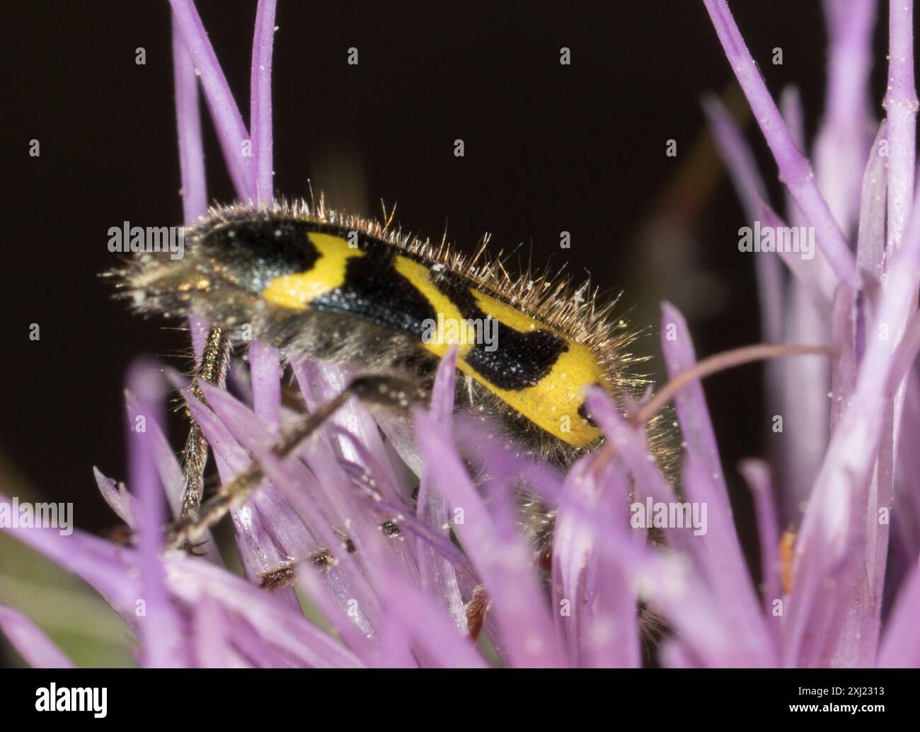 Ornate Checkered Beetle (Trichodes ornatus) Insecta Stock Photo - Alamy