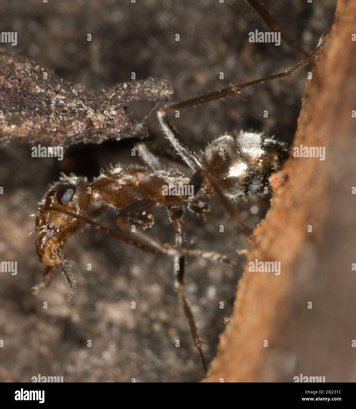 fusca-group Field Ants and Allies (Formica fusca) Insecta Stock Photo ...