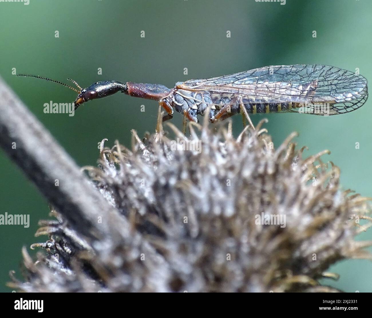 Common Snakeflies (Agulla) Insecta Stock Photo - Alamy