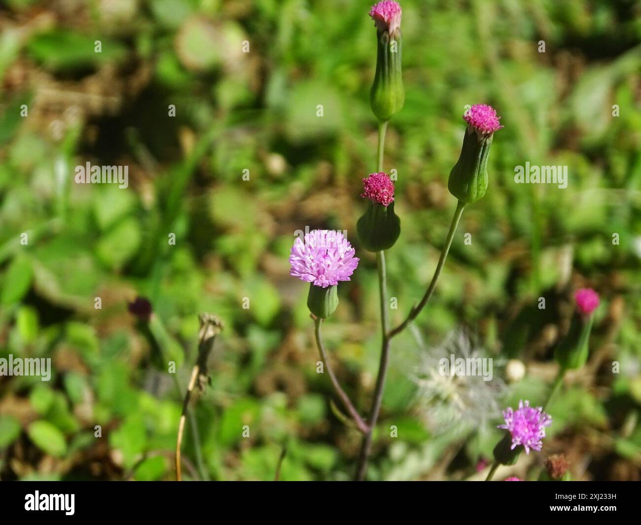 lilac tasselflower (Emilia sonchifolia) Plantae Stock Photo - Alamy