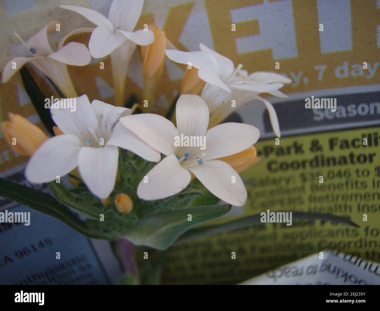 grand collomia (Collomia grandiflora) Plantae Stock Photo - Alamy