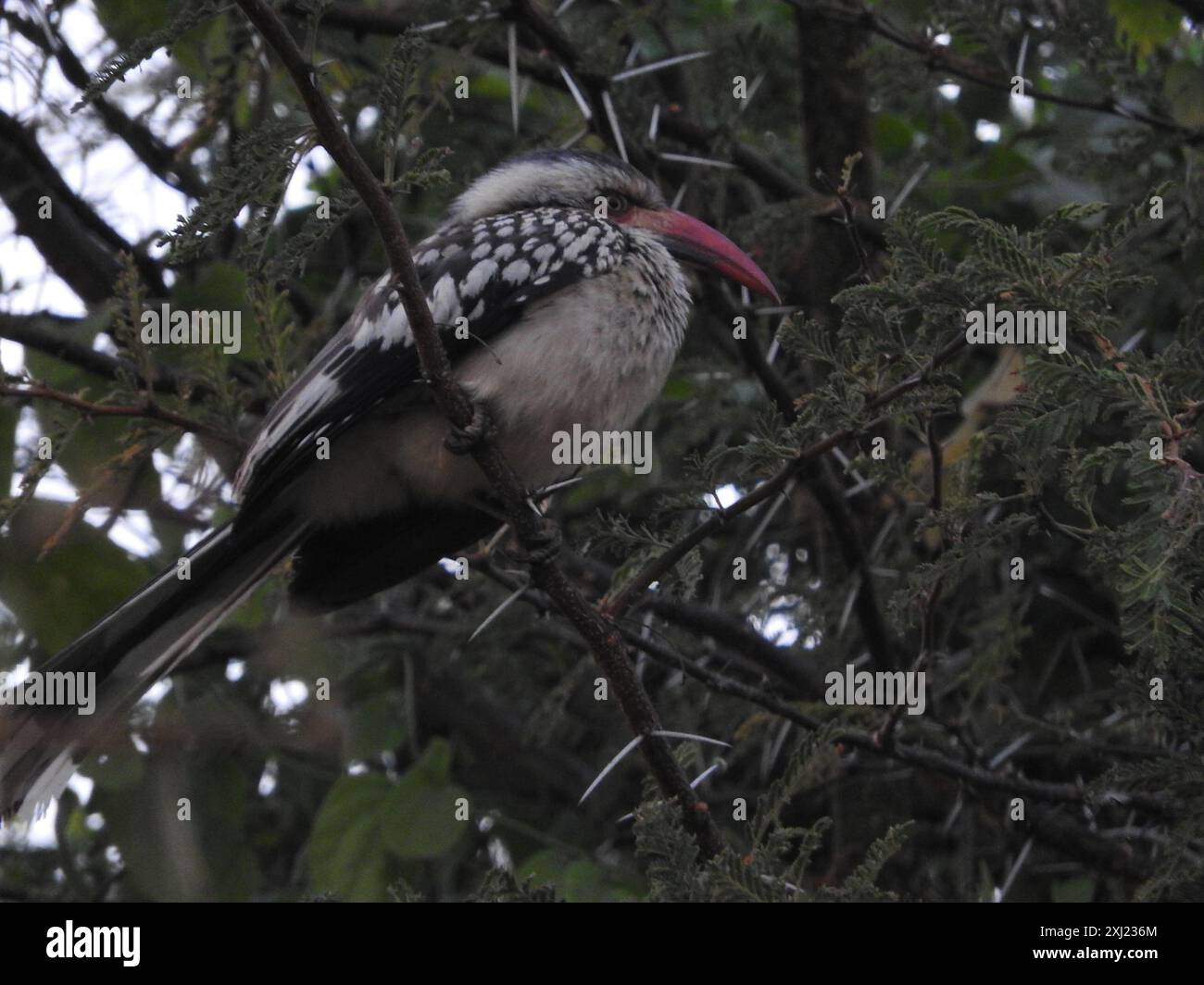 Southern Red-billed Hornbill (Tockus rufirostris) Aves Stock Photo - Alamy