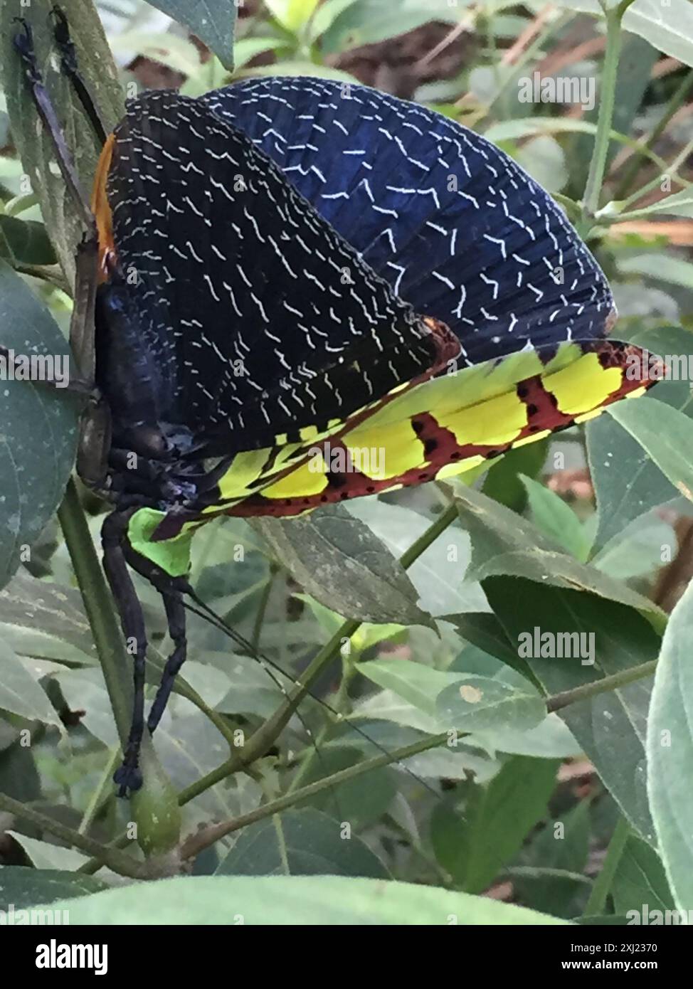 Flower Katydid (Sanaa intermedia) Insecta Stock Photo - Alamy