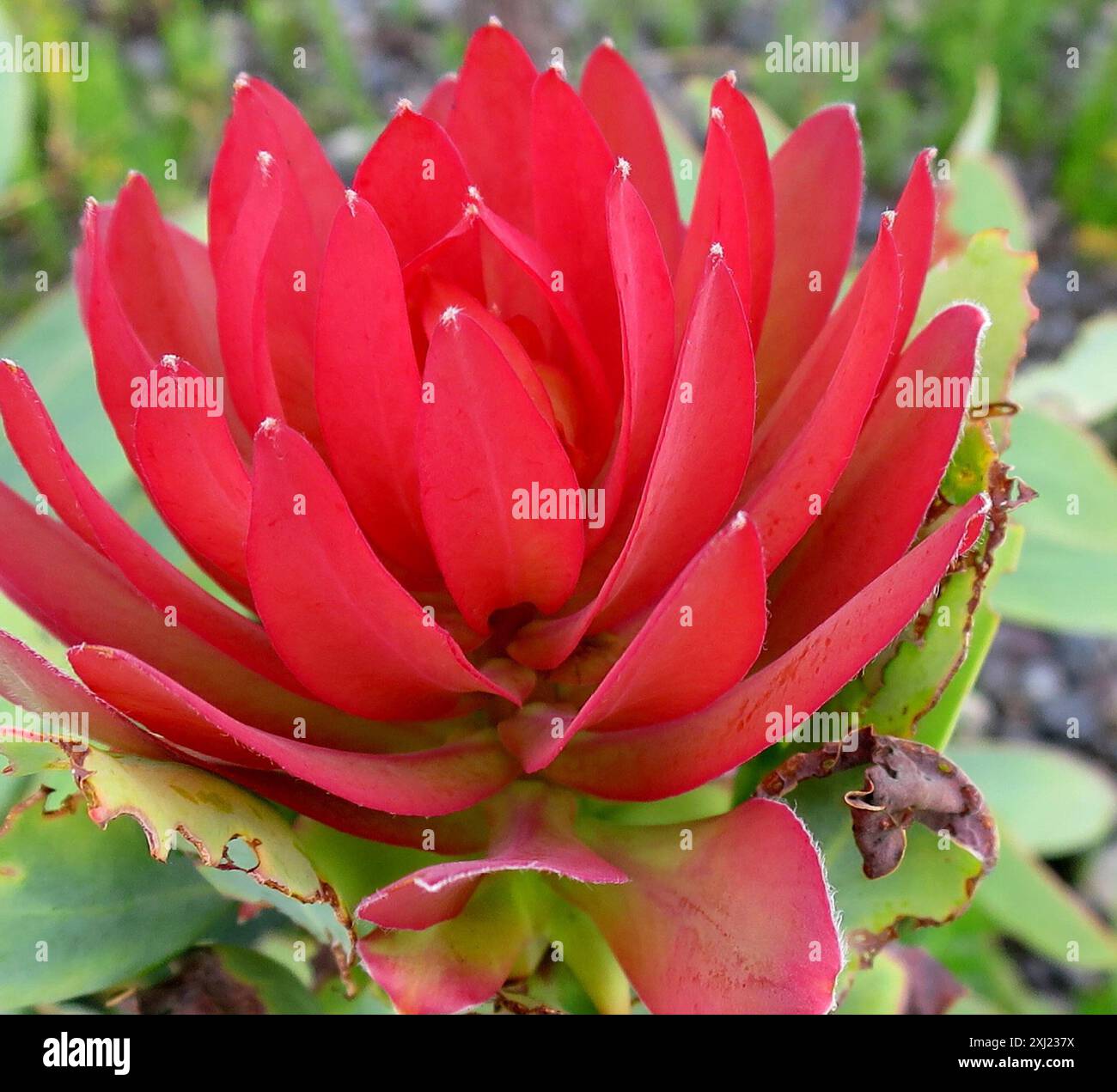 Wagon Tree (Protea nitida) Plantae Stock Photo - Alamy