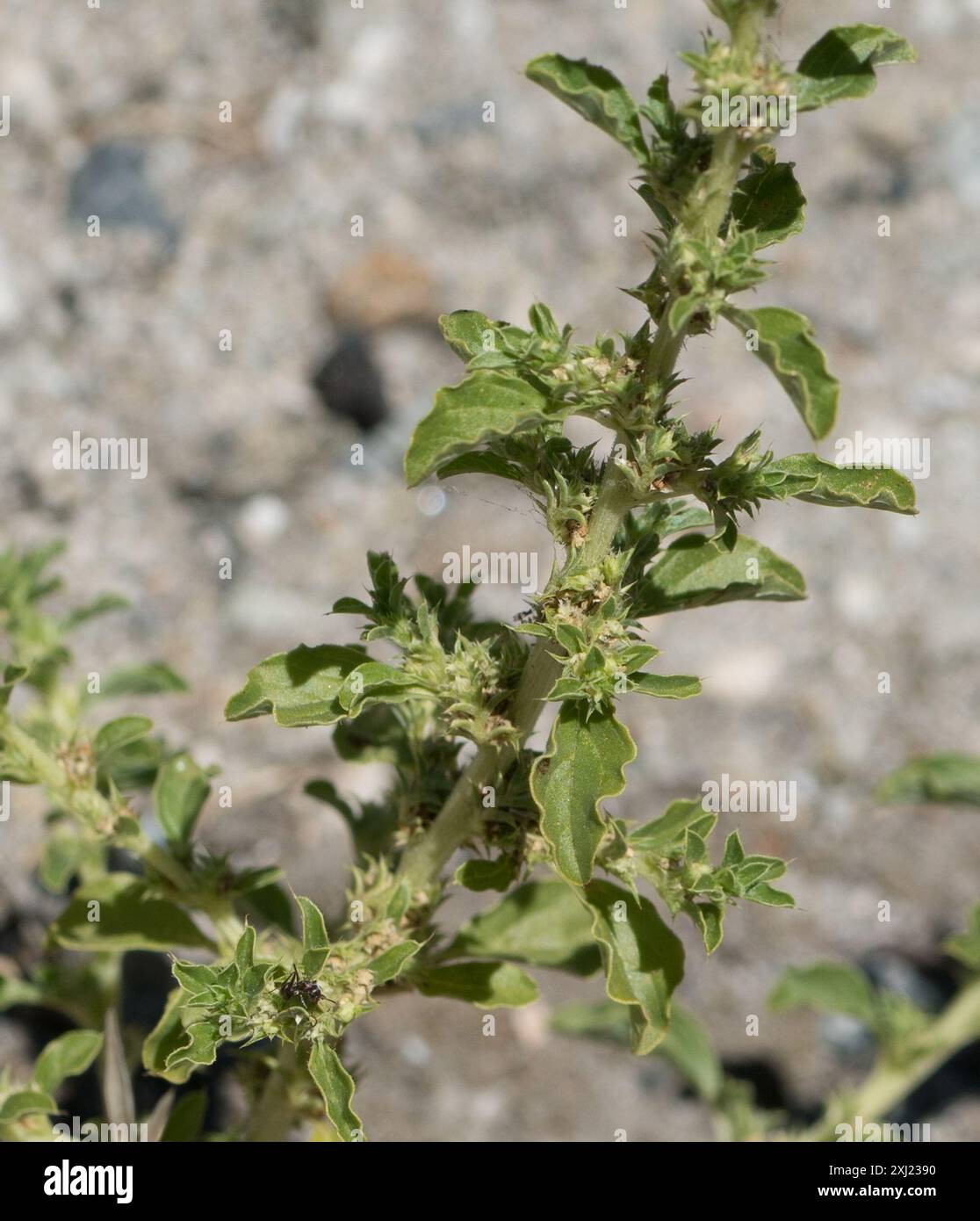 Prostrate pigweed hi-res stock photography and images - Alamy
