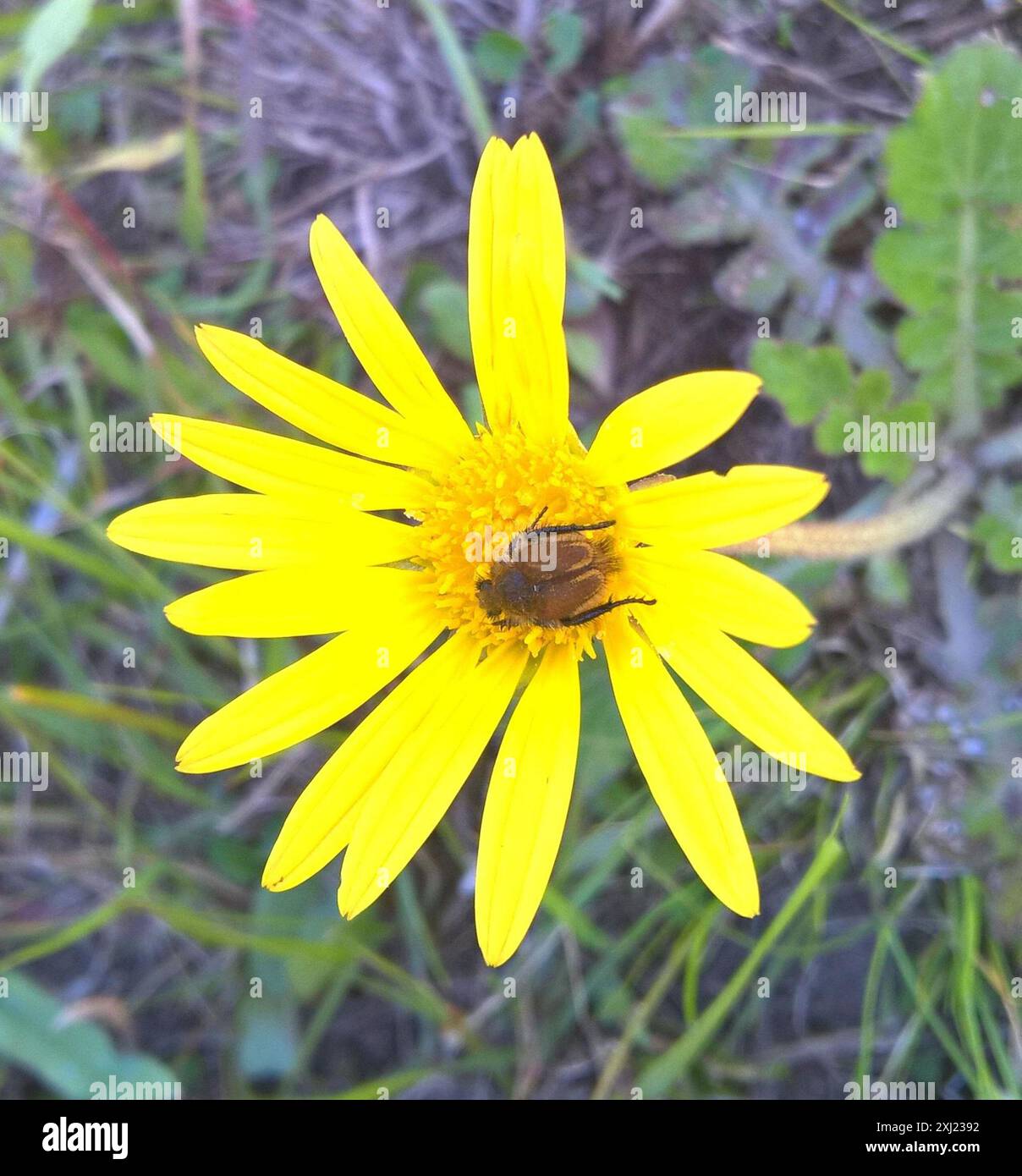 Prostrate Capeweed (Arctotheca prostrata) Plantae Stock Photo - Alamy