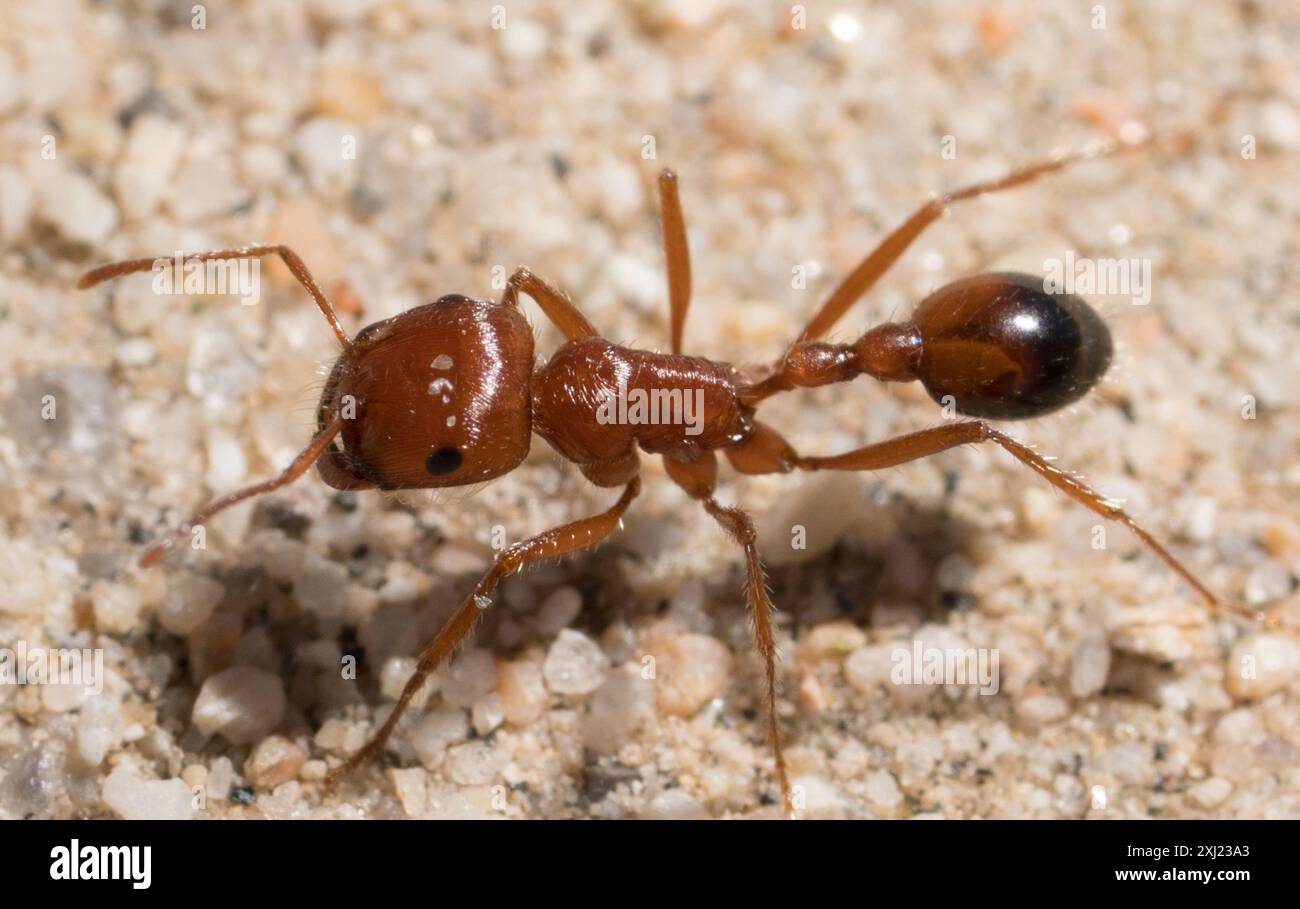 California Harvester Ant (Pogonomyrmex californicus) Insecta Stock ...