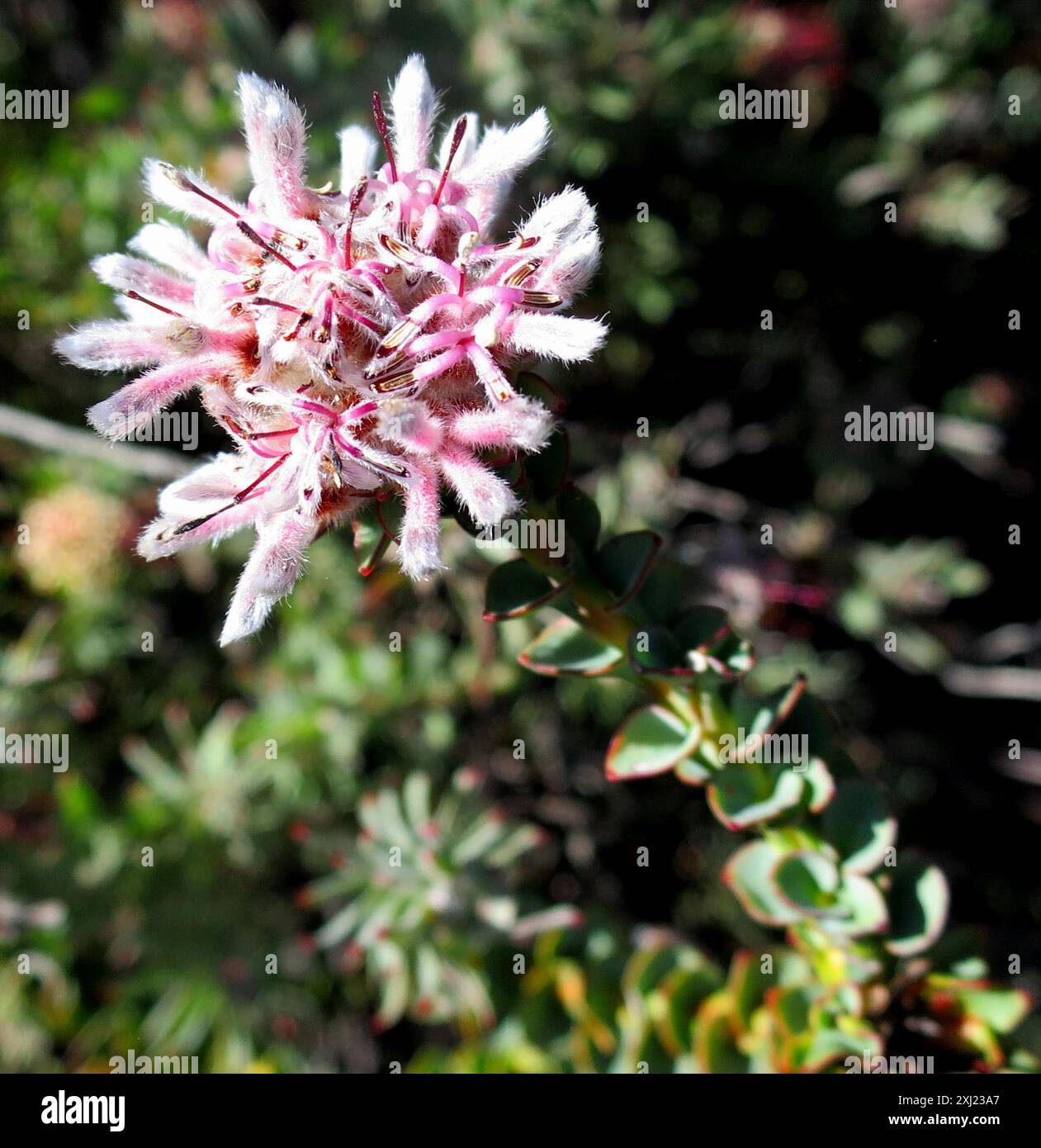 Sceptres (Paranomus) Plantae Stock Photo - Alamy