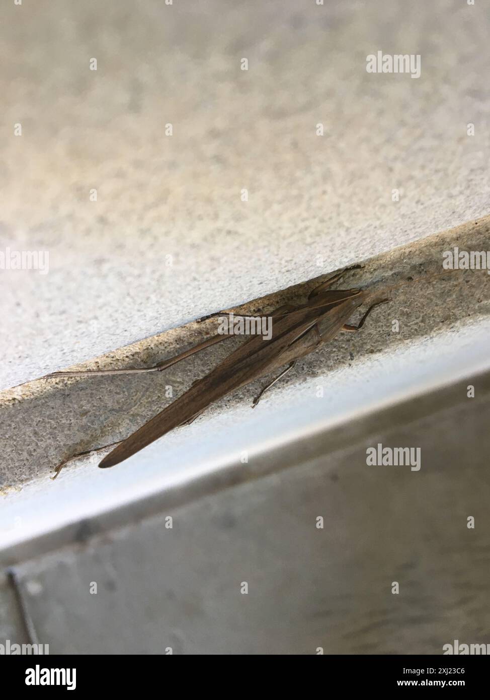 Broad-tipped Conehead (Neoconocephalus triops) Insecta Stock Photo - Alamy