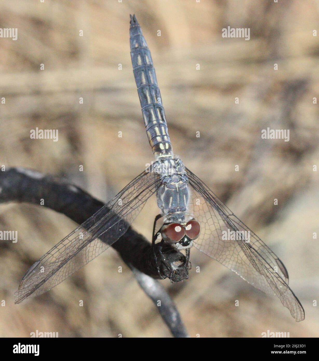 Blue Dasher (Pachydiplax longipennis) Insecta Stock Photo - Alamy