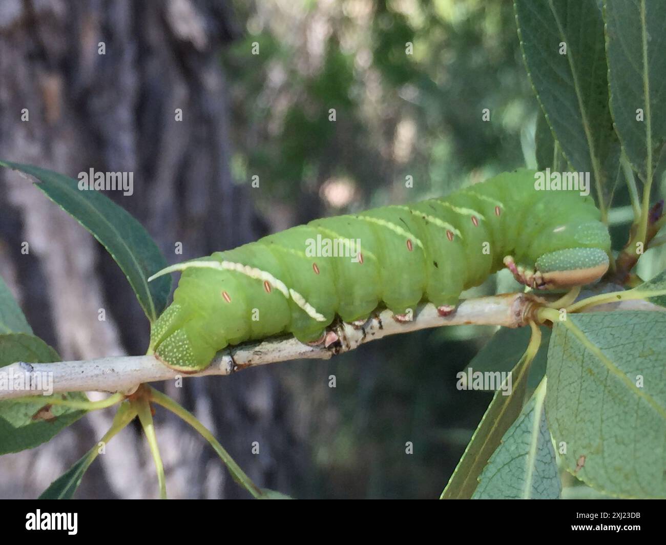 Western Poplar Sphinx (Pachysphinx occidentalis) Insecta Stock Photo ...