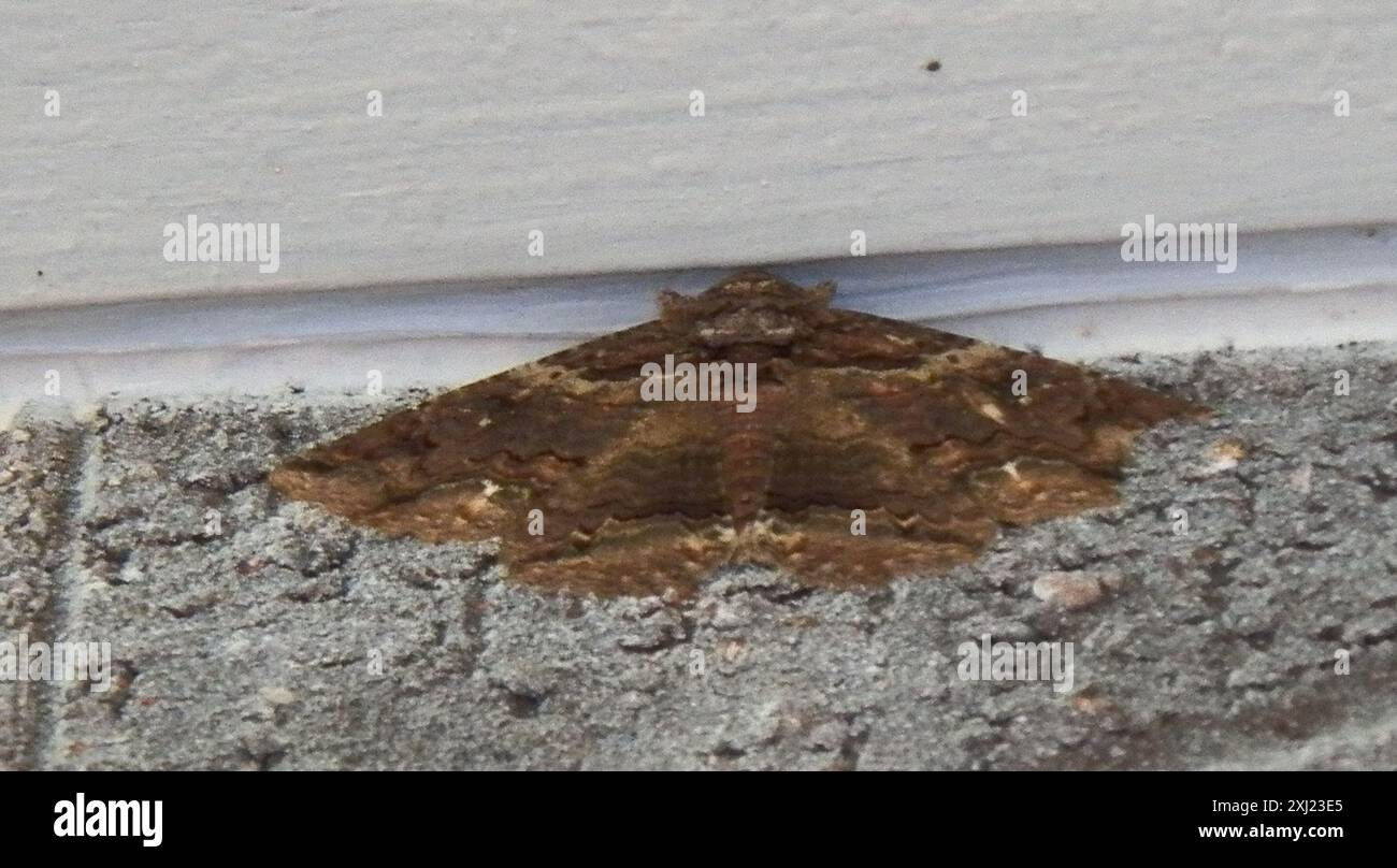 Lunate Zale Moth (Zale lunata) Insecta Stock Photo - Alamy