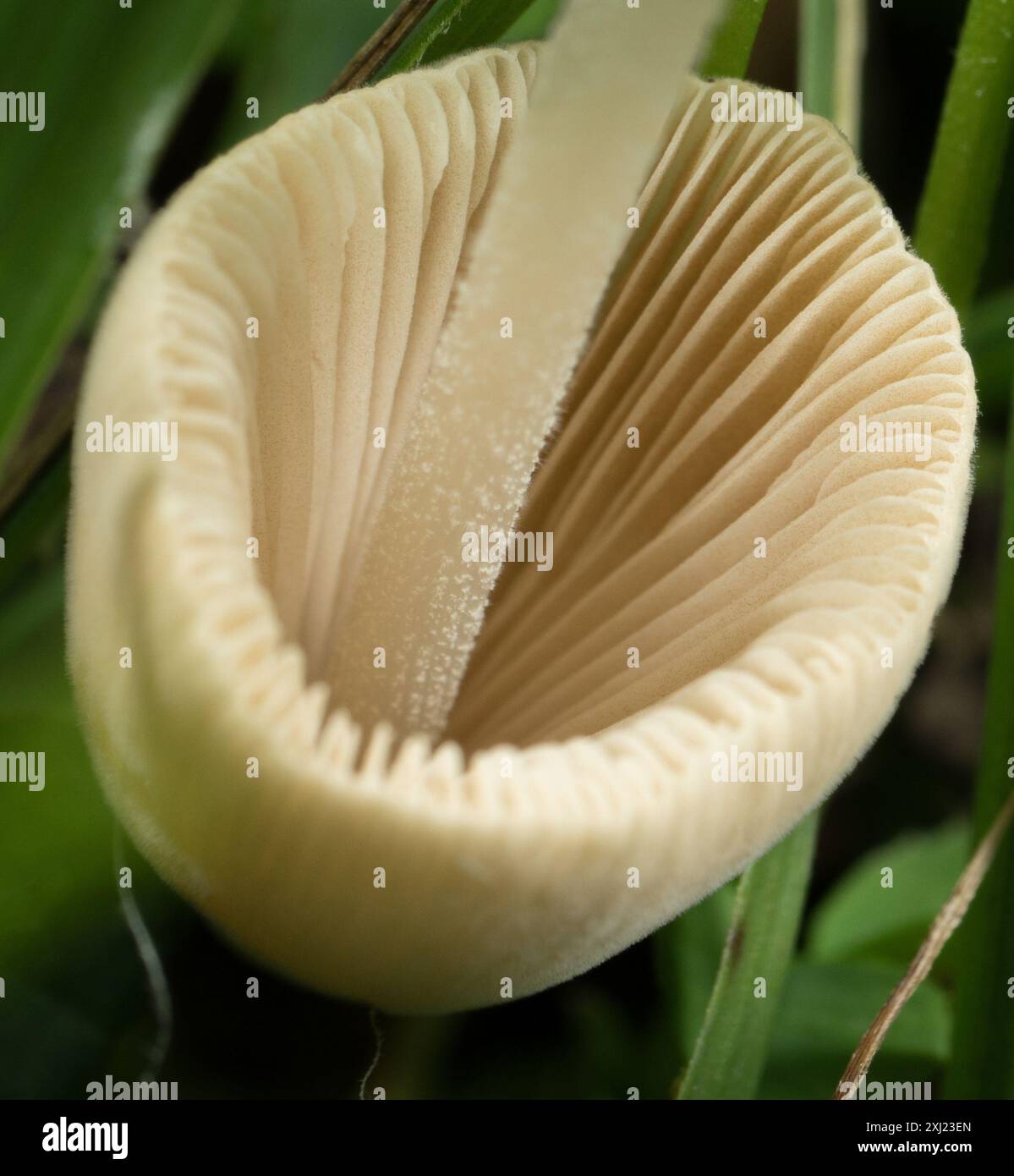 Milky conecap hi-res stock photography and images - Alamy