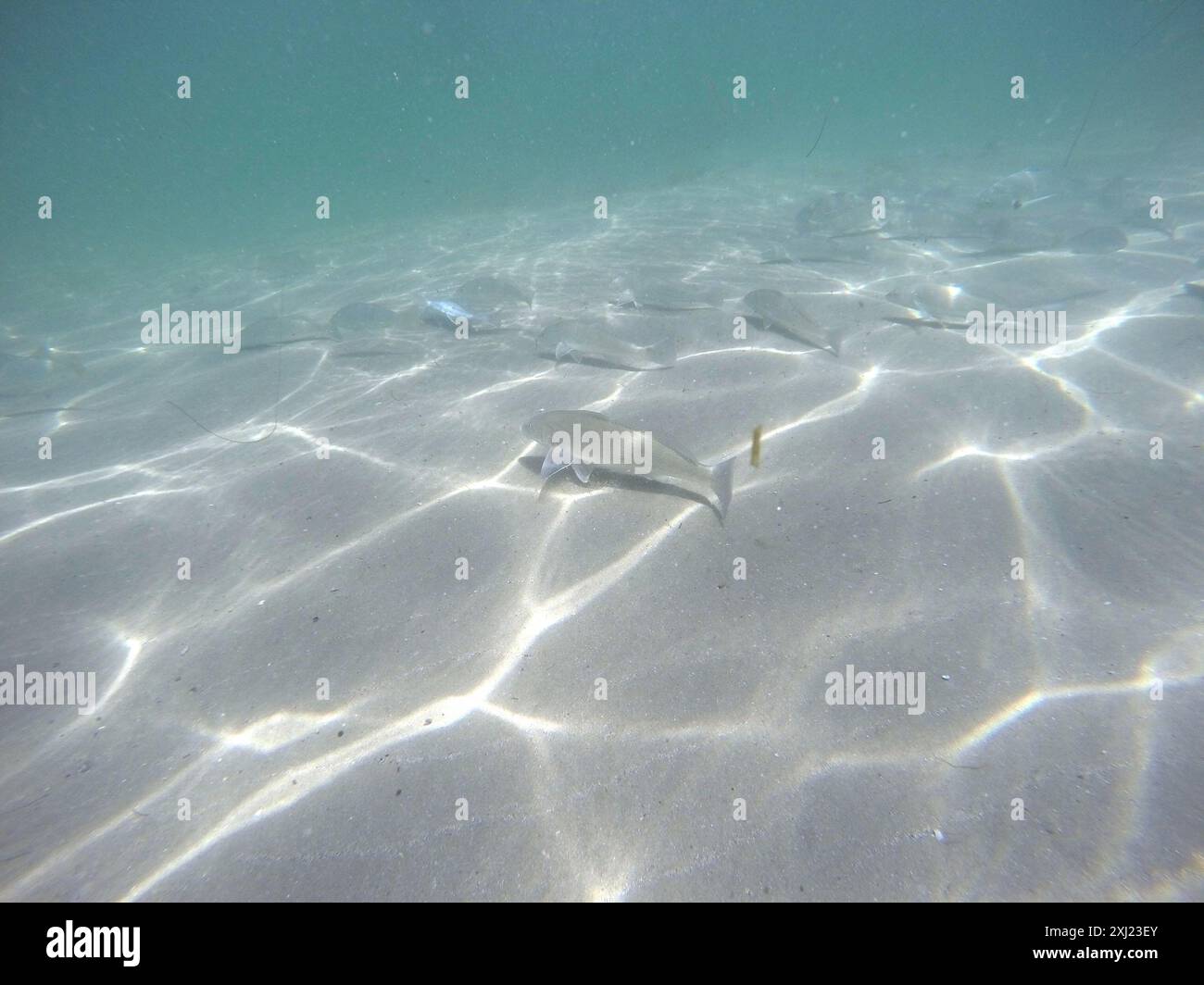 California Corbina (Menticirrhus undulatus) Actinopterygii Stock Photo ...