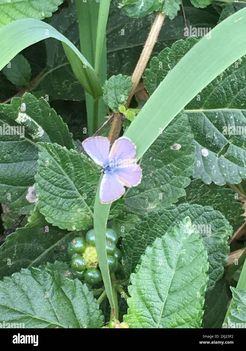 Ceraunus Blue (Hemiargus ceraunus) Insecta Stock Photo - Alamy