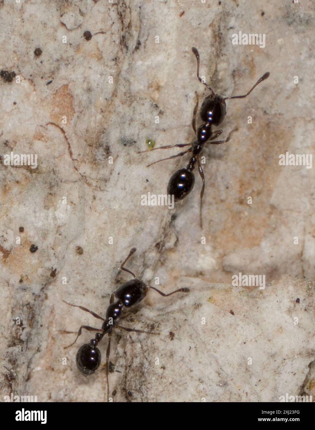 Ergatogyne Trailing Ant (Monomorium ergatogyna) Insecta Stock Photo - Alamy