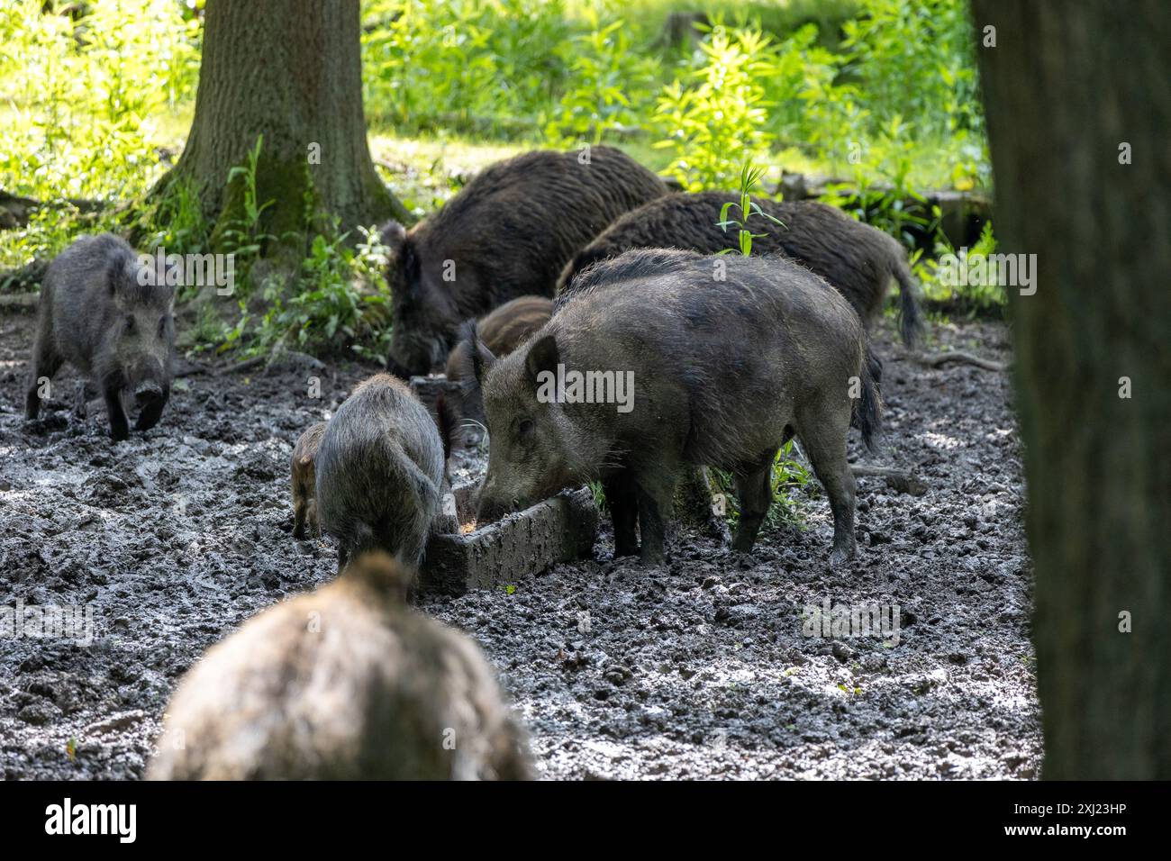 Wild boars dig in the muddy ground Stock Photo - Alamy