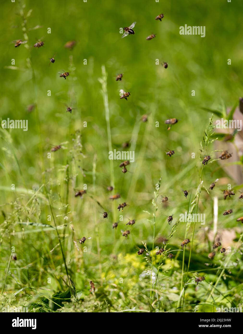 Swarms of bees at the hive entrance in a heavily populated honey bee ...