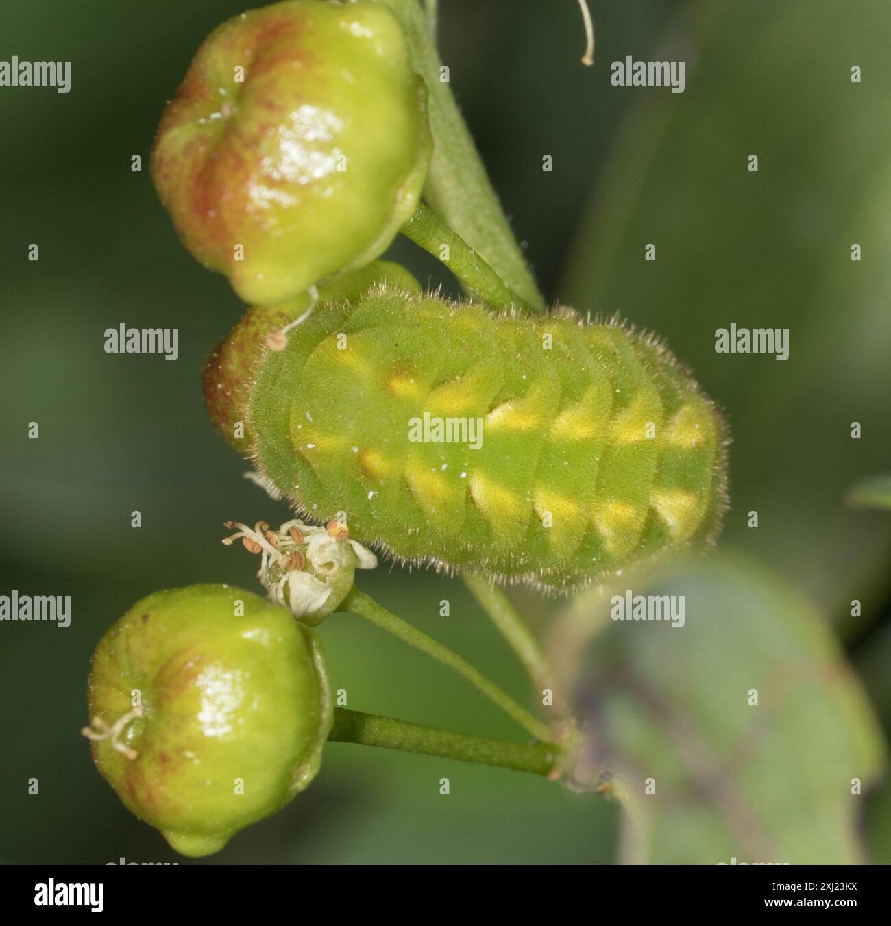 Echo Azure (Celastrina echo) Insecta Stock Photo - Alamy