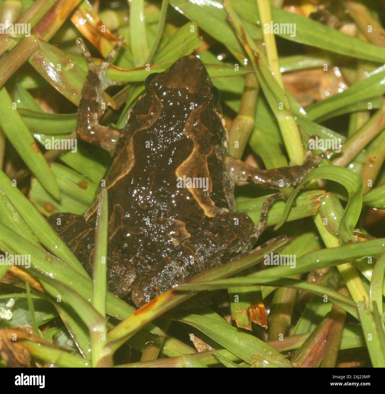 Tubercled Pygmy Frog (Microhyla butleri) Amphibia Stock Photo - Alamy