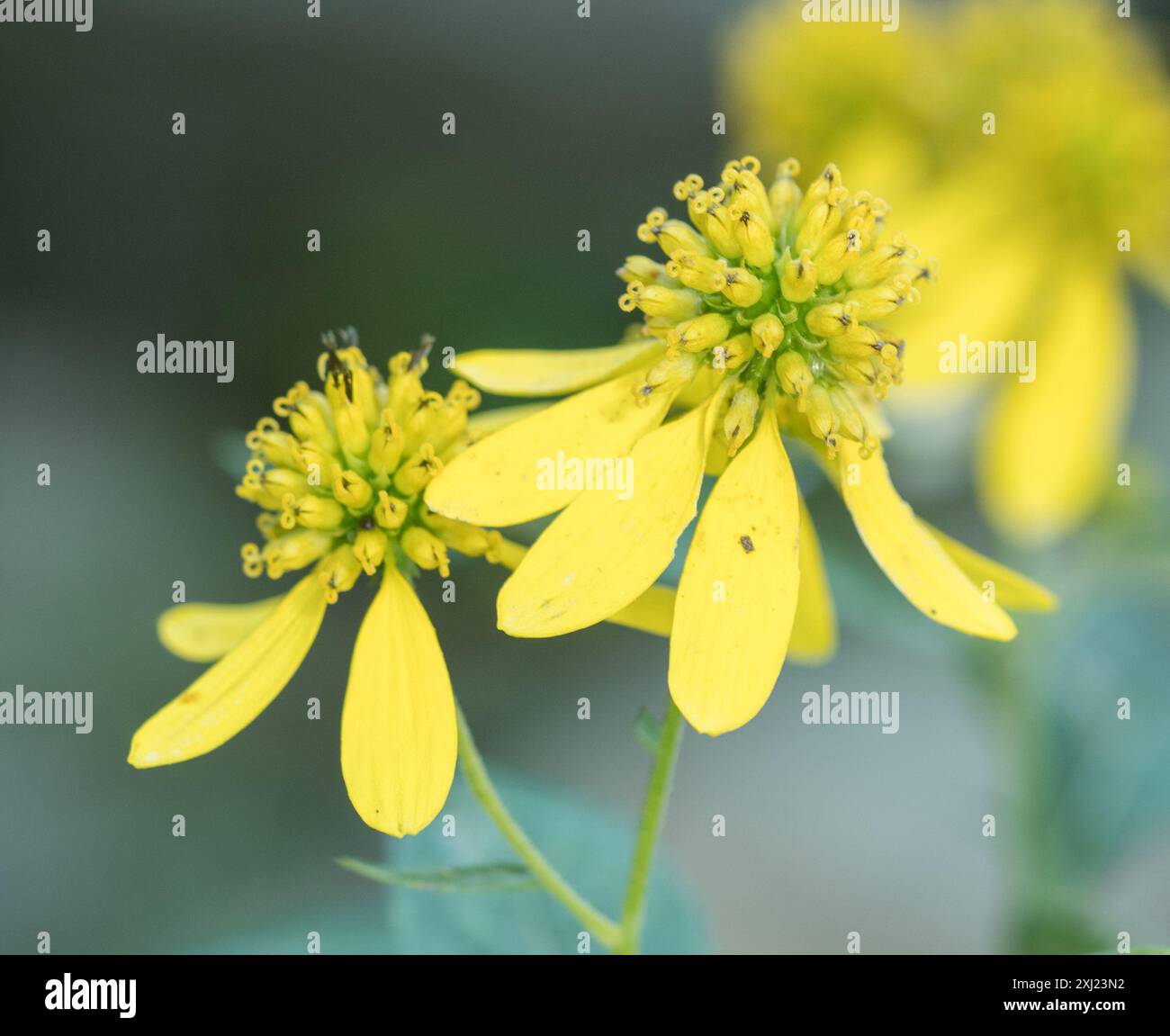 Wingstem (Verbesina alternifolia) Plantae Stock Photo - Alamy