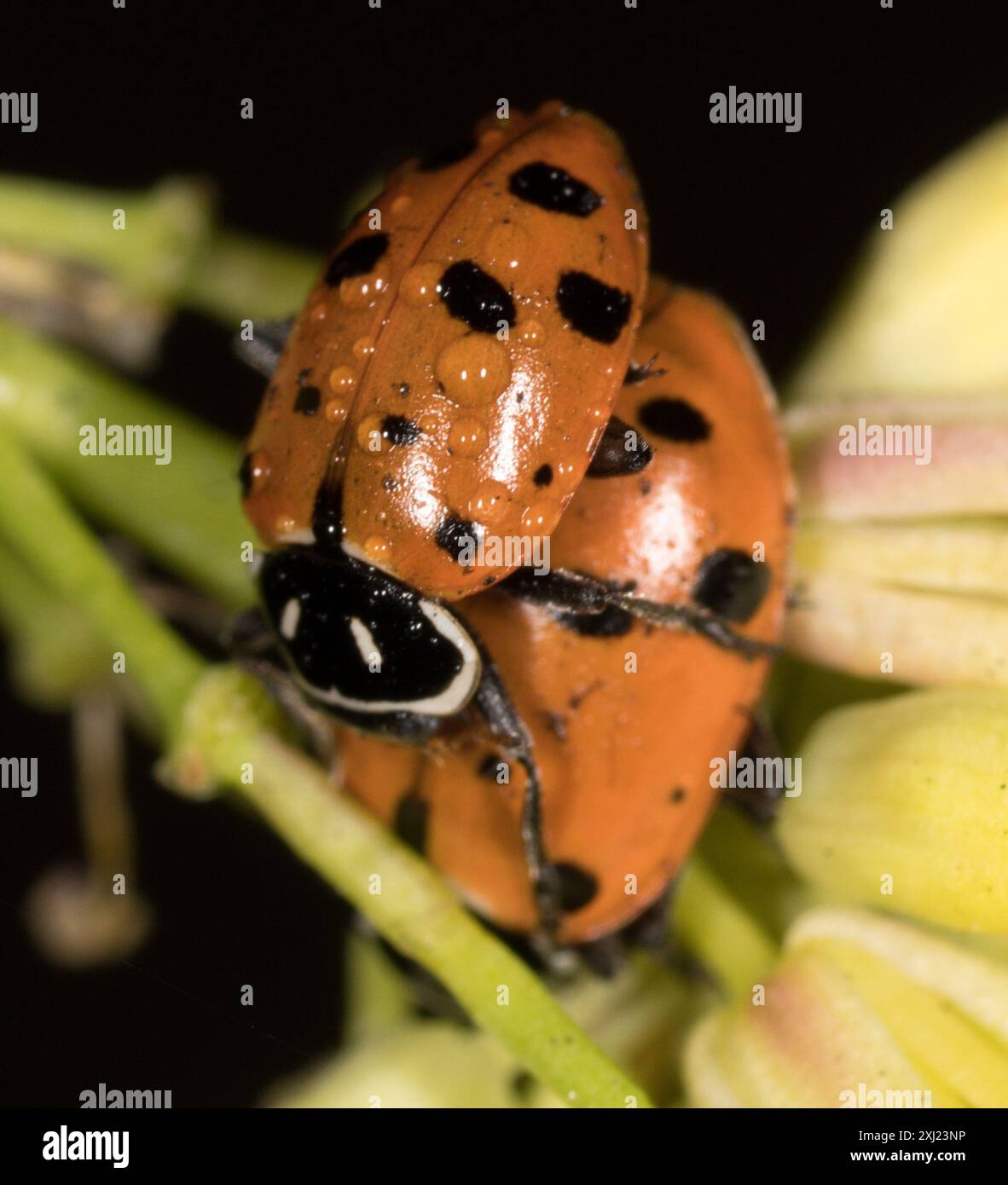 Convergent Lady Beetle (Hippodamia convergens) Insecta Stock Photo - Alamy
