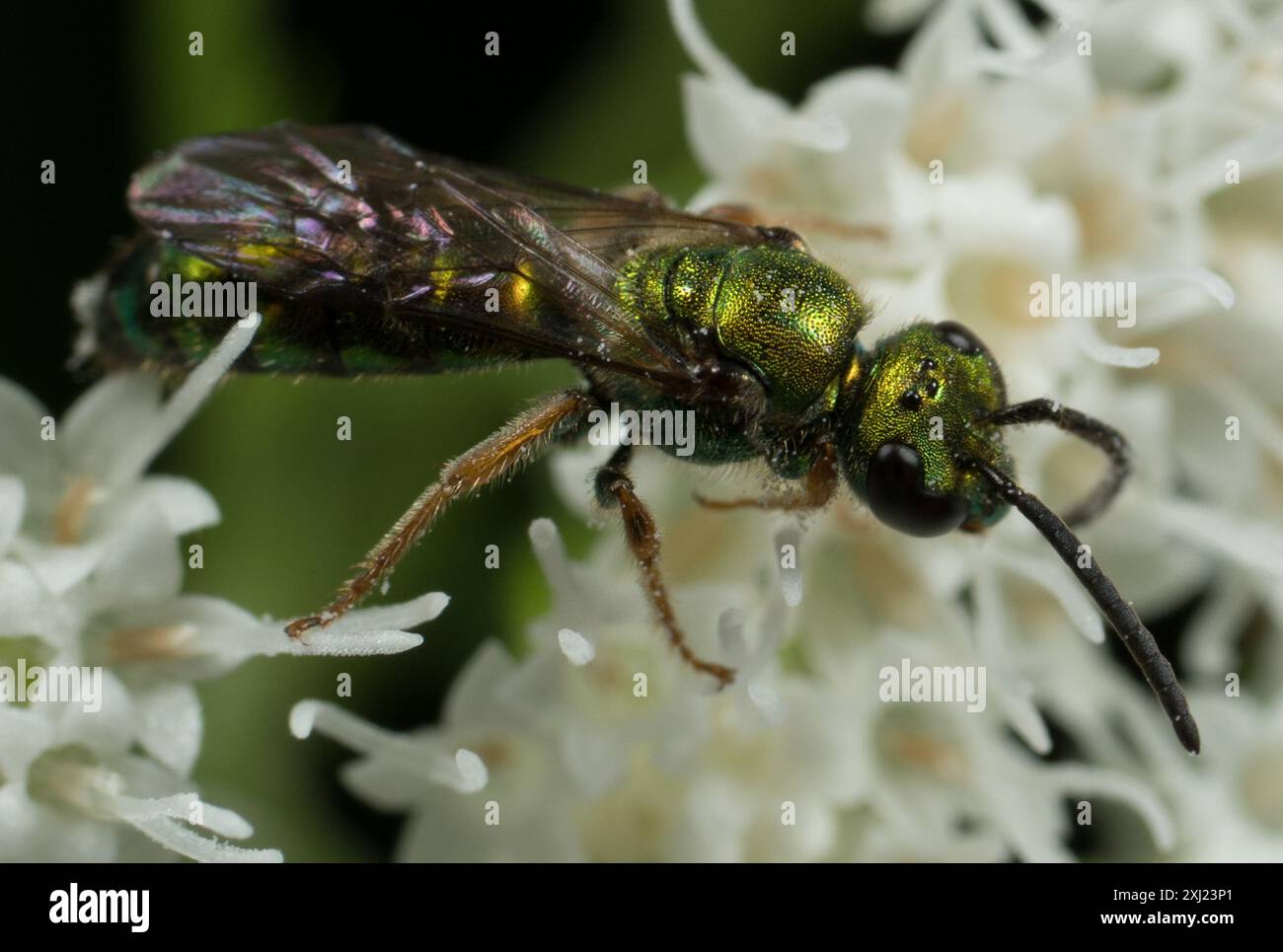 Pure Green Sweat bee (Augochlora pura) Insecta Stock Photo - Alamy