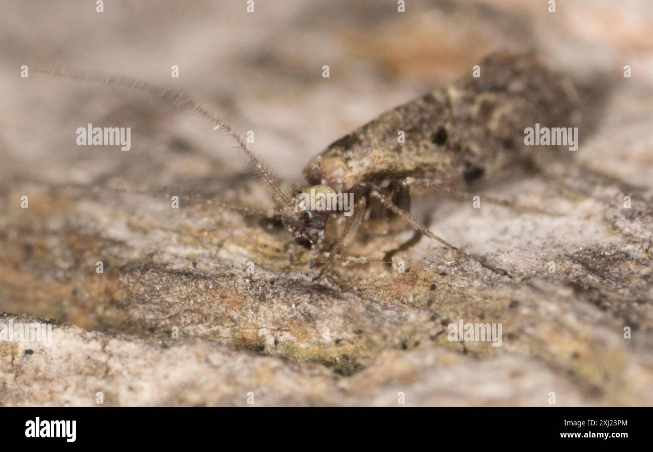 Barklice, Booklice, and Parasitic Lice (Psocodea) Insecta Stock Photo ...