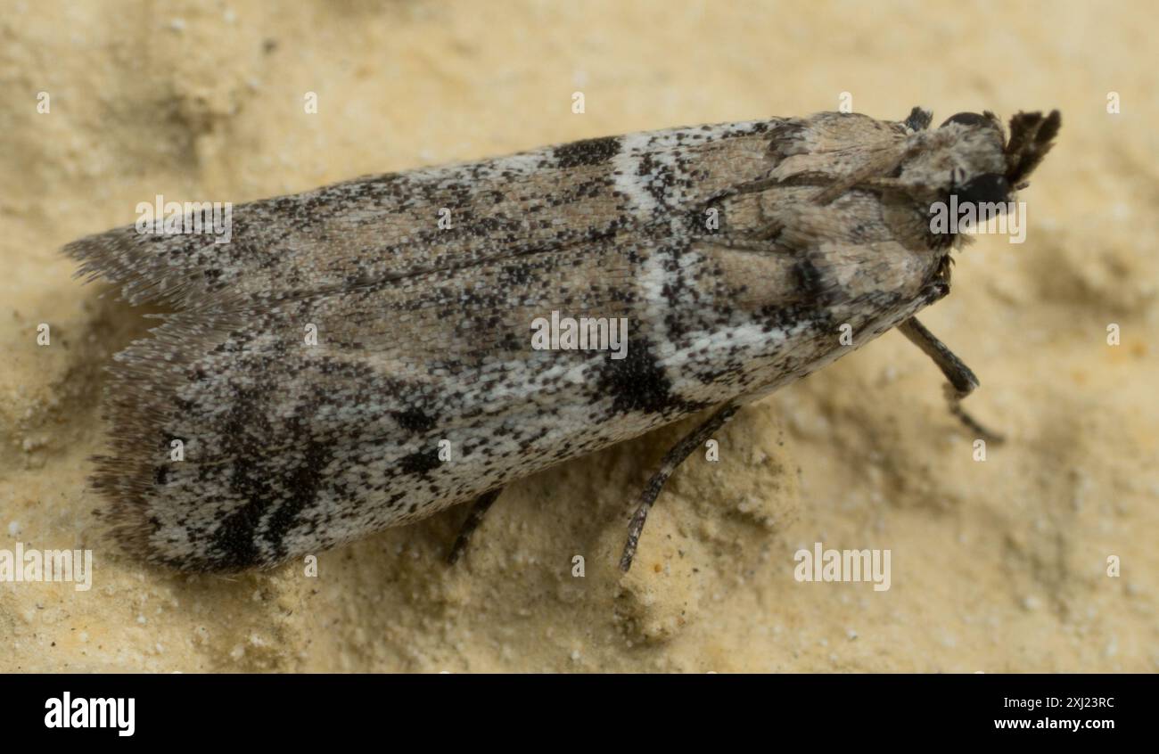 Knot-horn Moths (Phycitinae) Insecta Stock Photo - Alamy