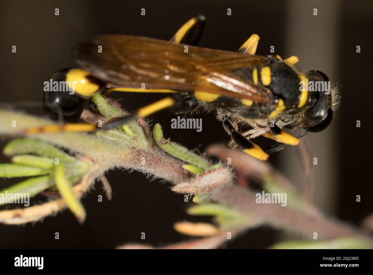 Yellow-legged Mud-dauber Wasp (Sceliphron caementarium) Insecta Stock ...