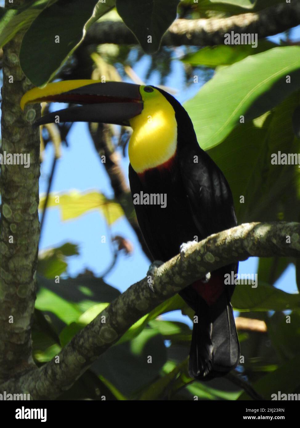 Chestnut-mandibled Toucan (Ramphastos ambiguus swainsonii) Aves Stock ...