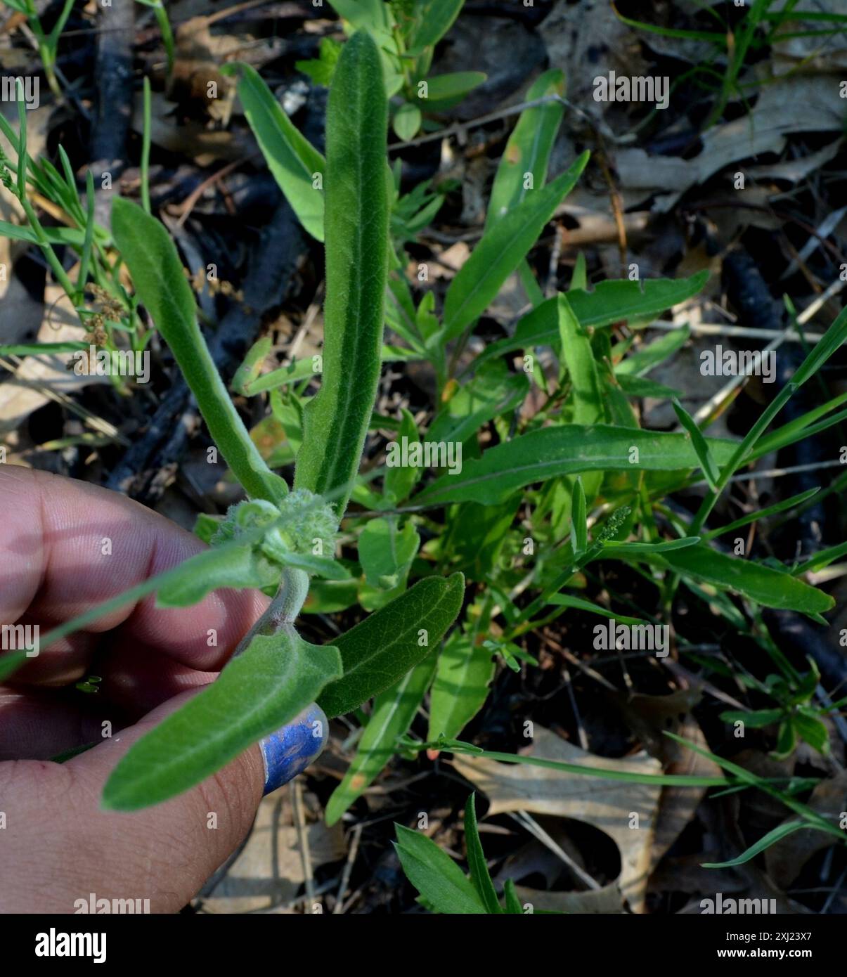 green comet milkweed (Asclepias viridiflora) Plantae Stock Photo - Alamy