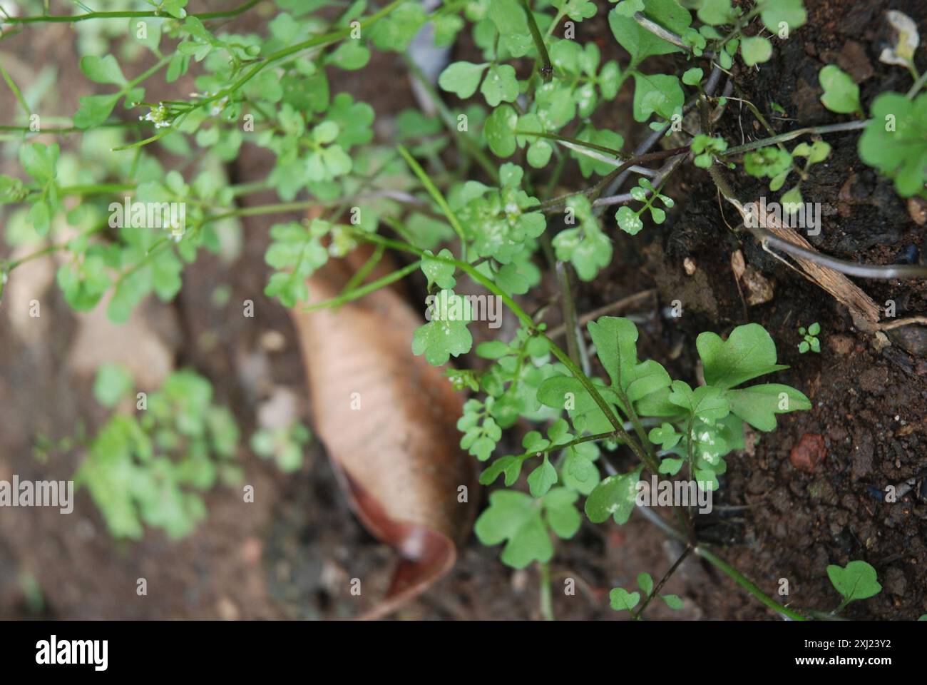 Bittercresses and Toothworts (Cardamine) Plantae Stock Photo - Alamy