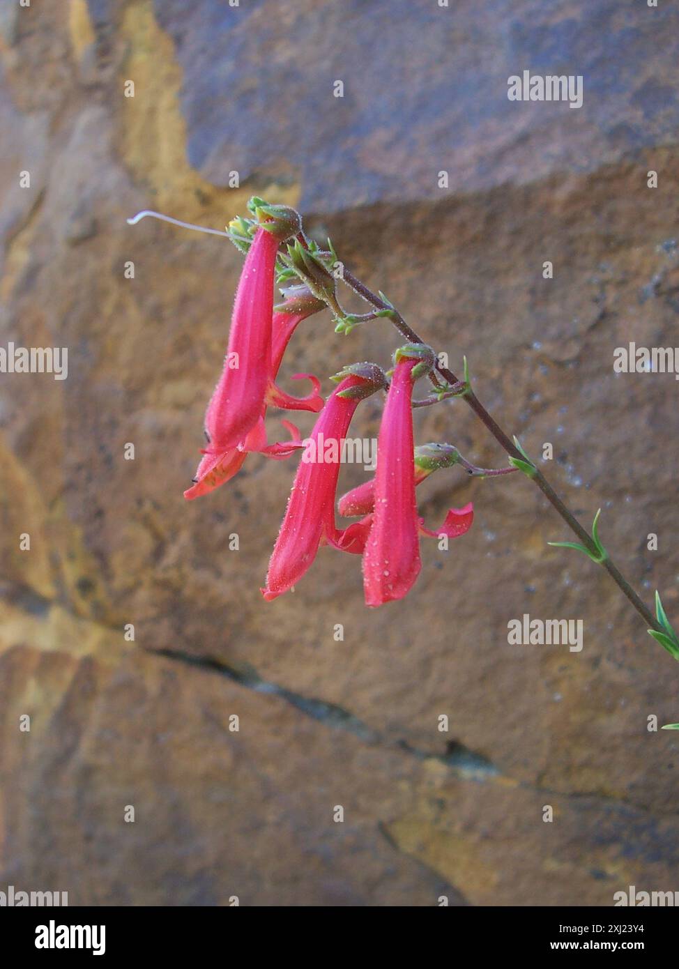 Bridges' penstemon (Penstemon rostriflorus) Plantae Stock Photo - Alamy