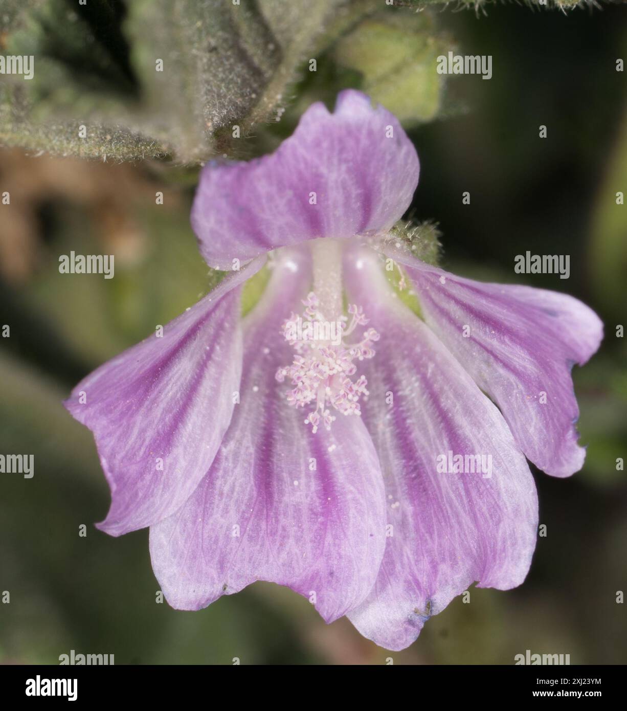 Cretan mallow (Malva multiflora) Plantae Stock Photo - Alamy