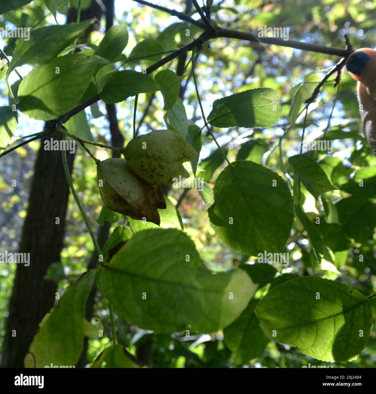 American bladdernut (Staphylea trifolia) Plantae Stock Photo - Alamy