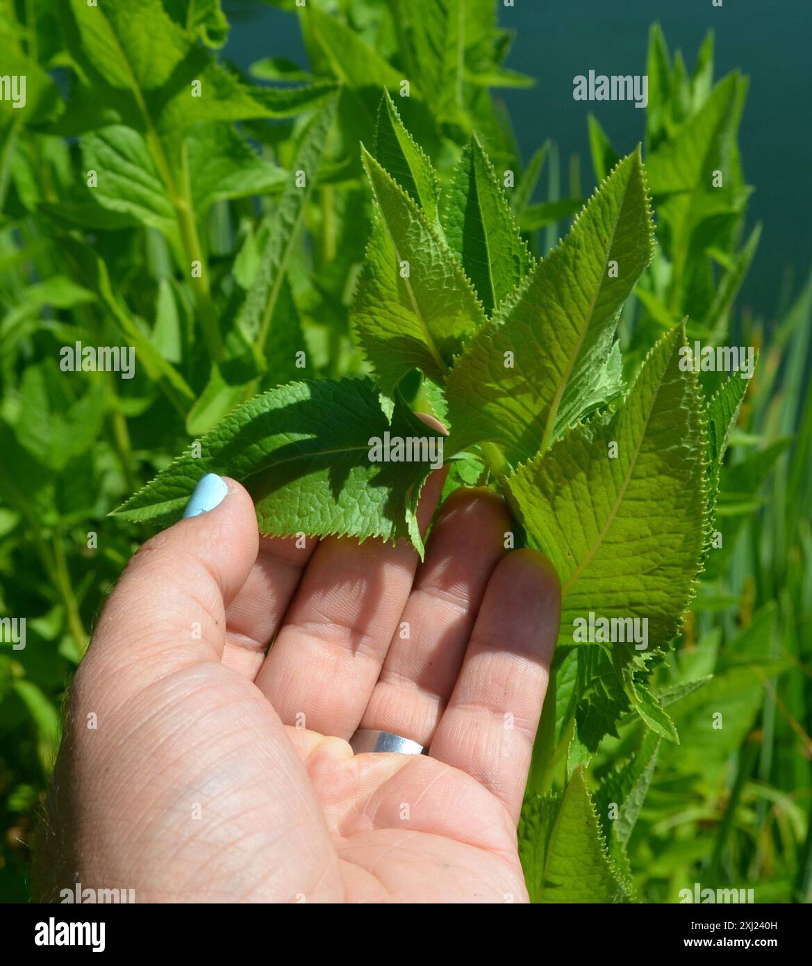 False Indian Plantain (Hasteola suaveolens) Plantae Stock Photo - Alamy