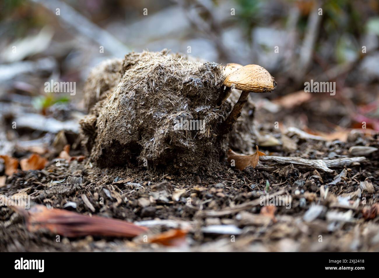 Cow mushroom hi-res stock photography and images - Alamy