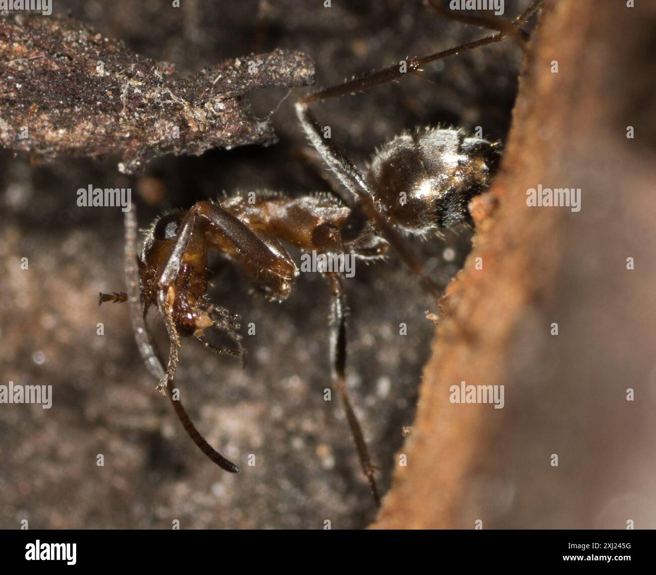 fusca-group Field Ants and Allies (Formica fusca) Insecta Stock Photo ...
