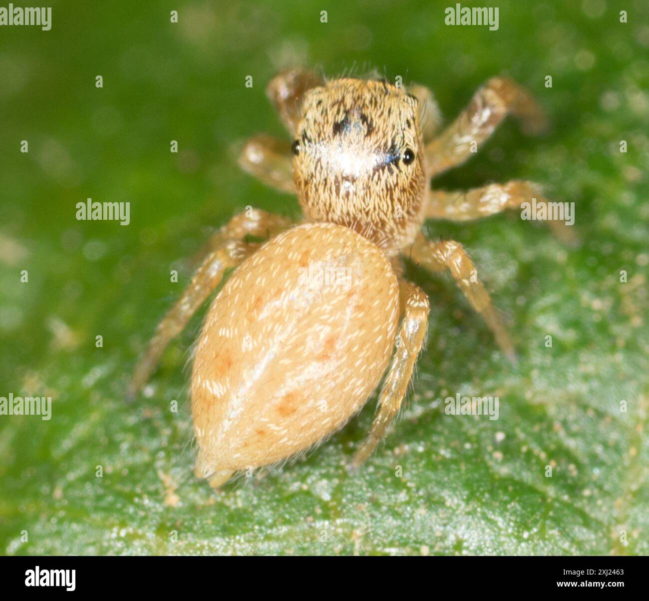 Jumping Spiders (Salticidae) Arachnida Stock Photo - Alamy