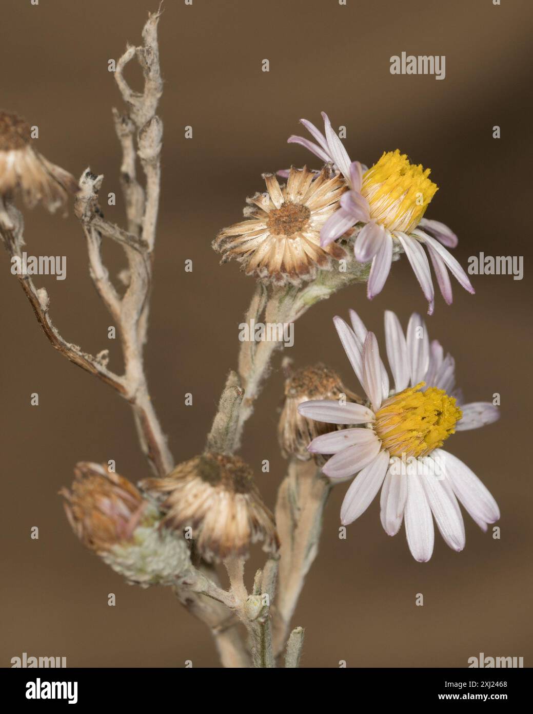 Del Mar Mesa Sandaster (Corethrogyne filaginifolia linifolia) Plantae ...