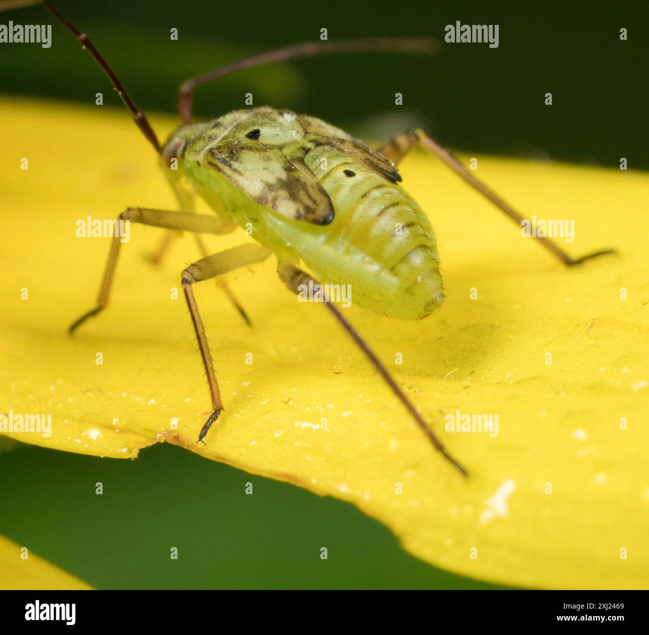 Lygus Bugs (Lygus) Insecta Stock Photo - Alamy