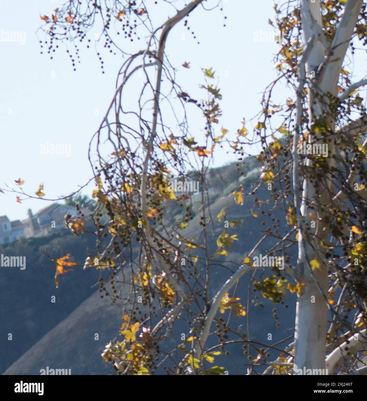 western sycamore (Platanus racemosa) Plantae Stock Photo - Alamy