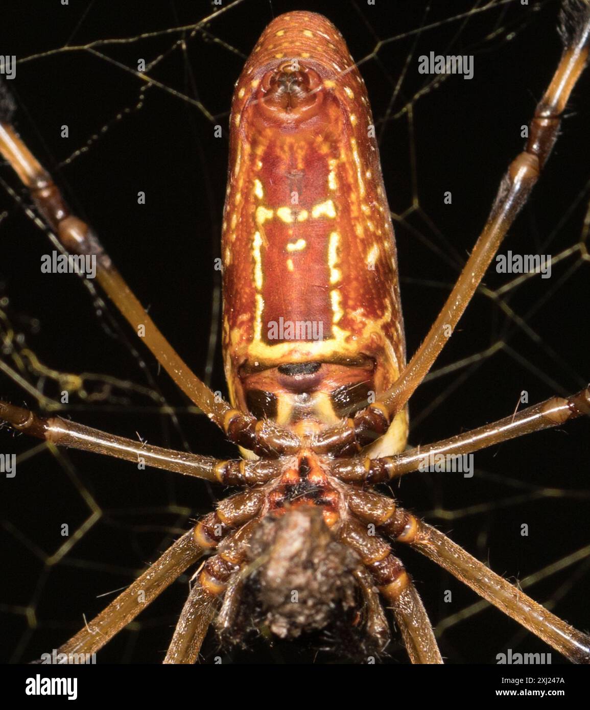 Golden Silk Spider (Trichonephila clavipes) Arachnida Stock Photo - Alamy