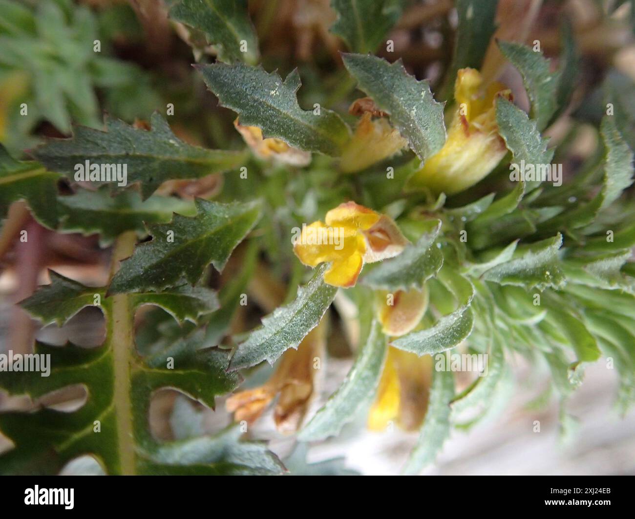 pinewoods lousewort (Pedicularis semibarbata) Plantae Stock Photo - Alamy