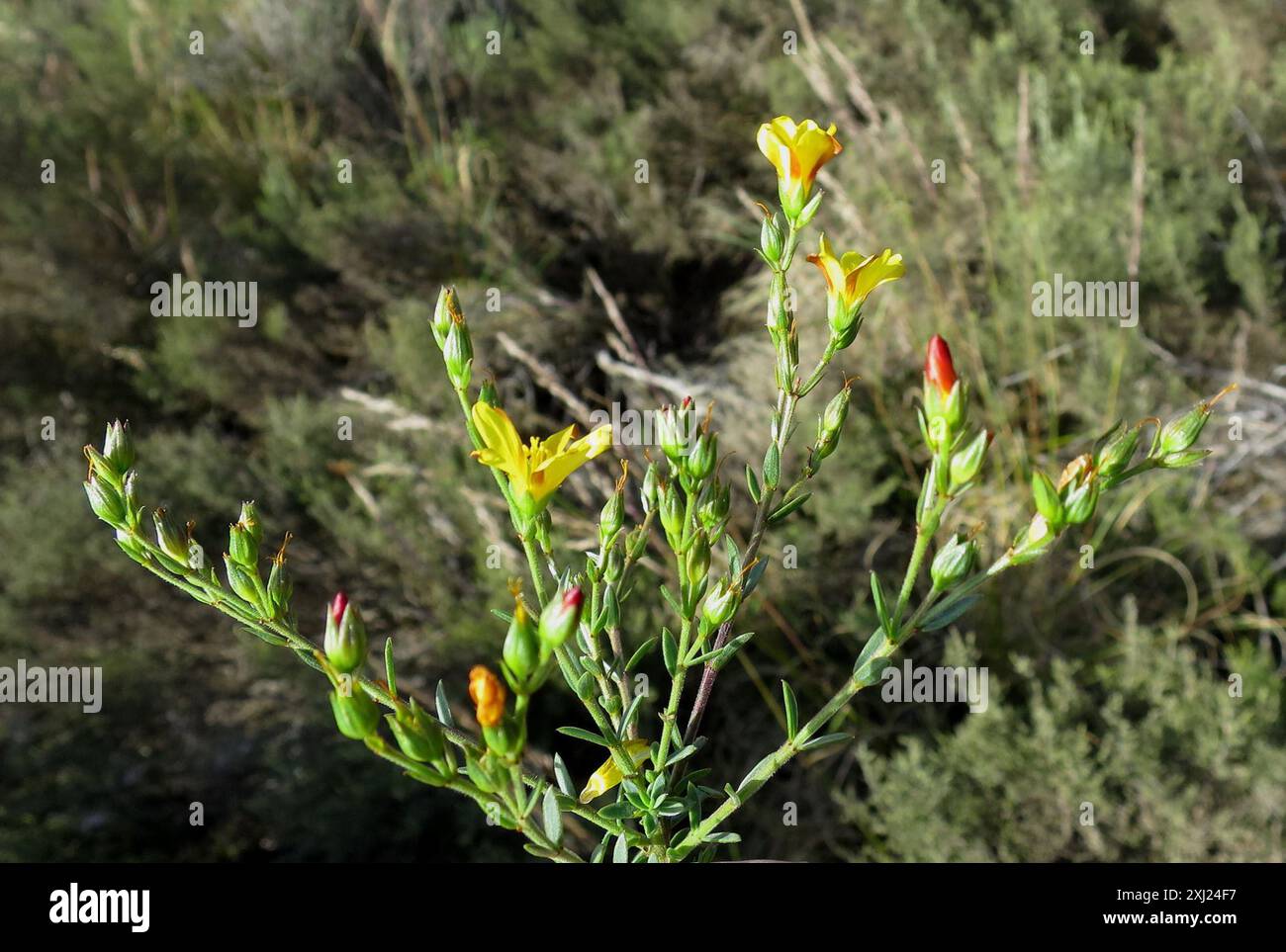 Half-mast Flax (Linum africanum) Plantae Stock Photo - Alamy